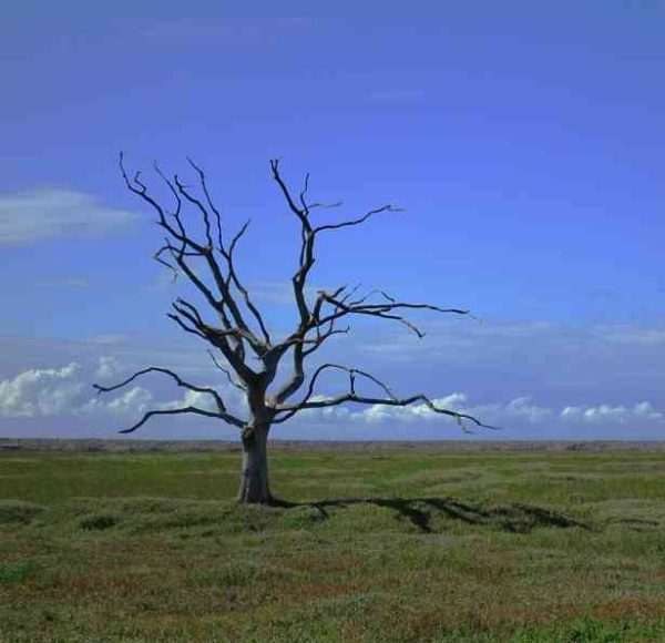 Bereavement & Loss - Tree of Life Centre
